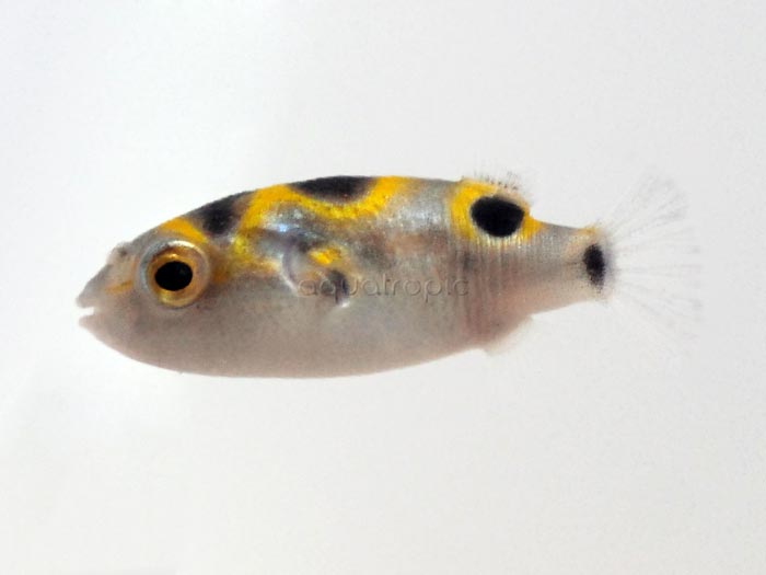 Figure Eight Pufferfish (Tetraodon biocellatus) - Quality Marine