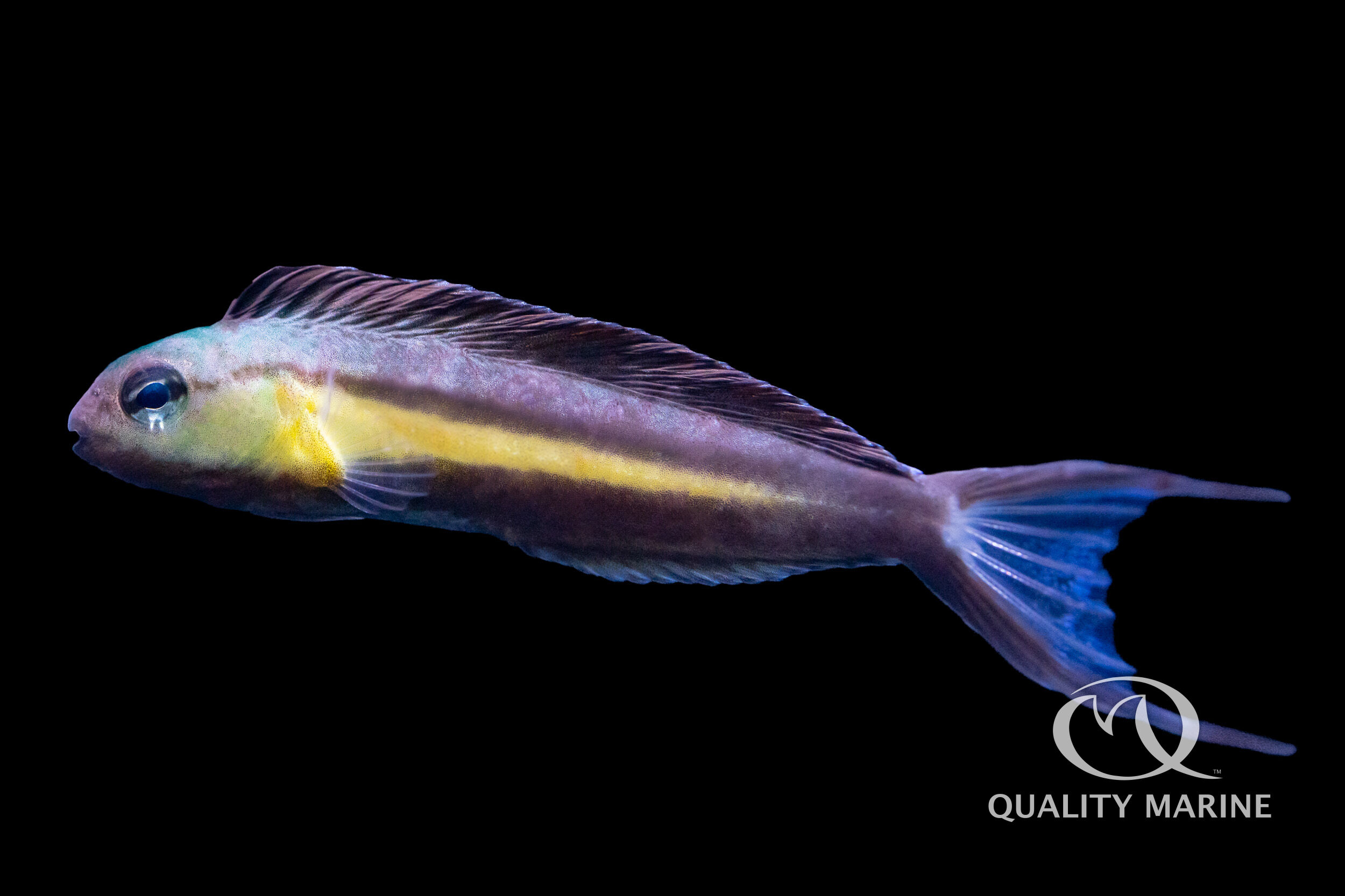 The Beautiful Bundoon - Quality Marine