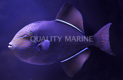 Reef Safe Triggerfishes - Quality Marine