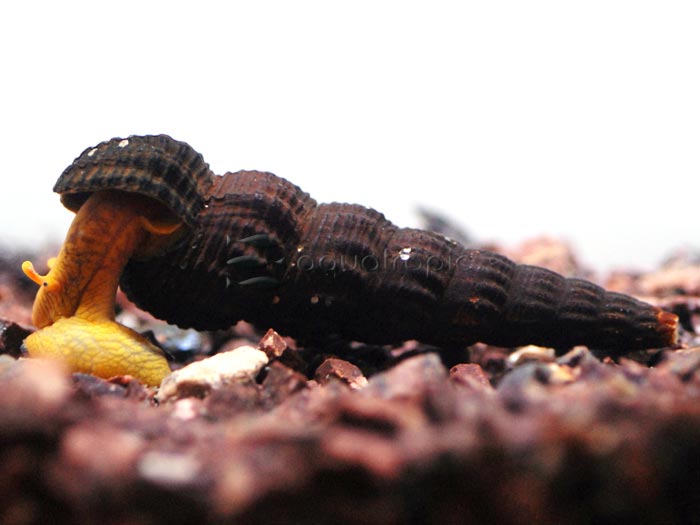 Orange Volcano Rabbit Snail (Tylomelnia sp.) - Quality Marine