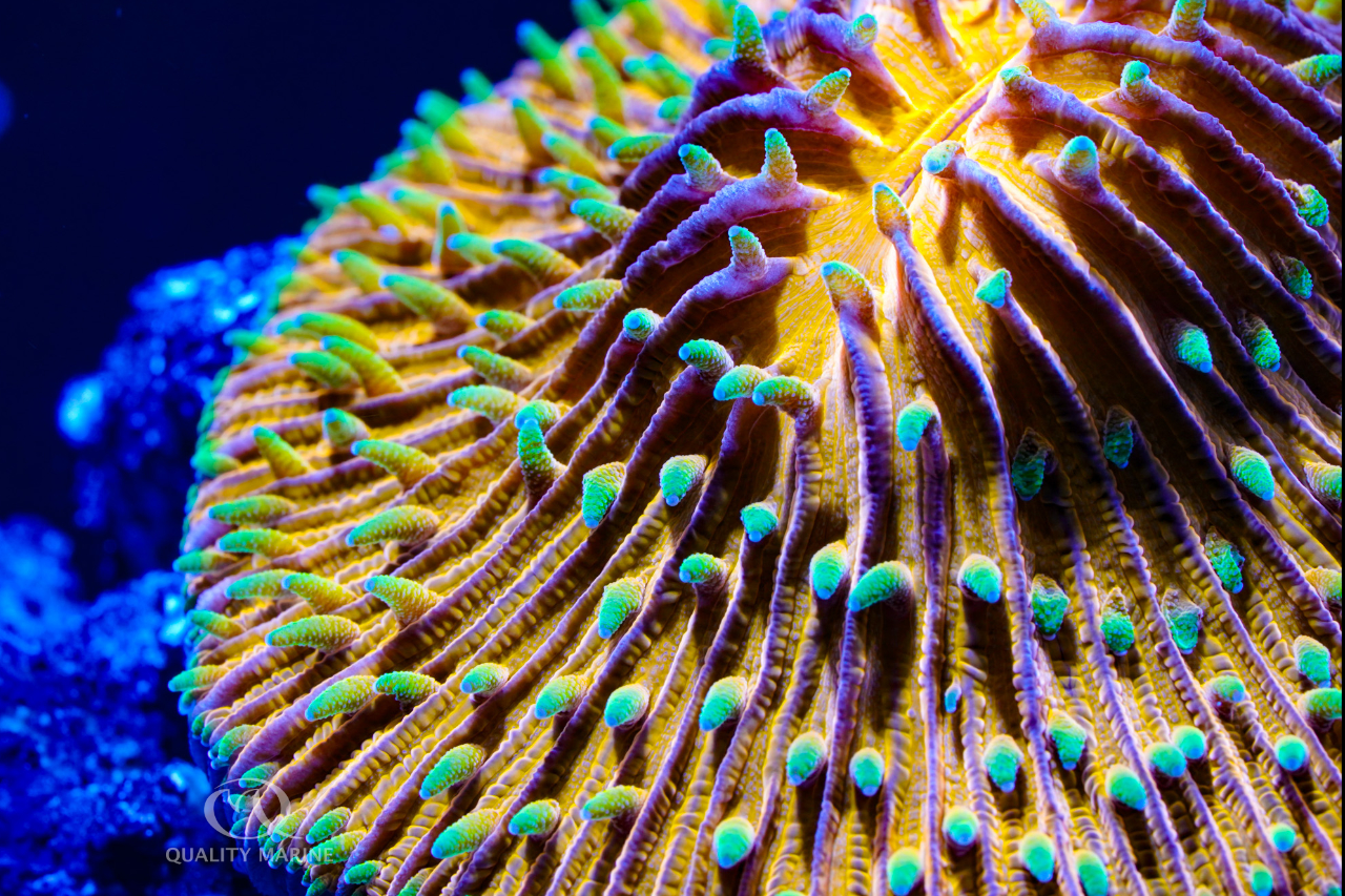 Fungia Coral Devouring Nutramar Complete Pellets - Quality Marine