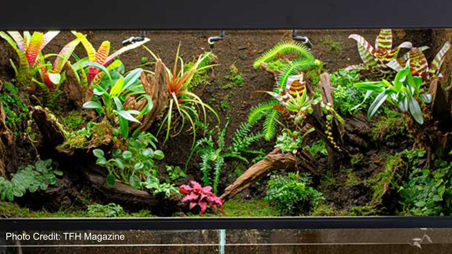 Archer Fish Paludarium