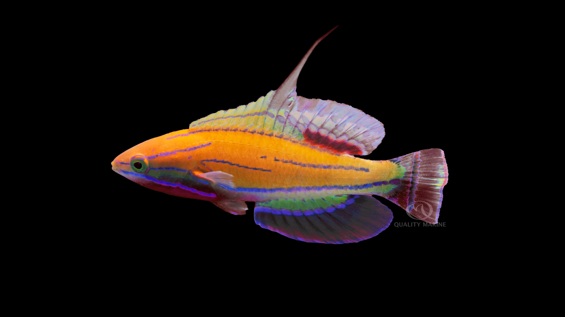 The Flashiest McCosker - Quality Marine