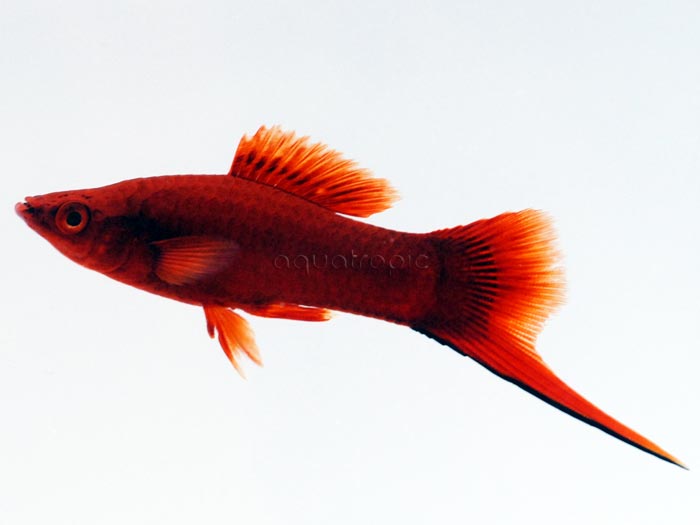 Swordtails (Xiphophorus hellerii) - Quality Marine