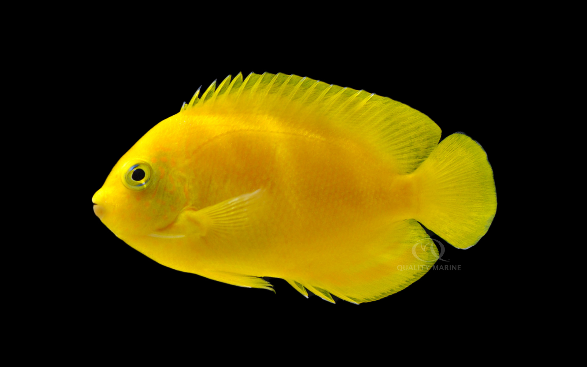 Yellow Angelfish - Quality Marine