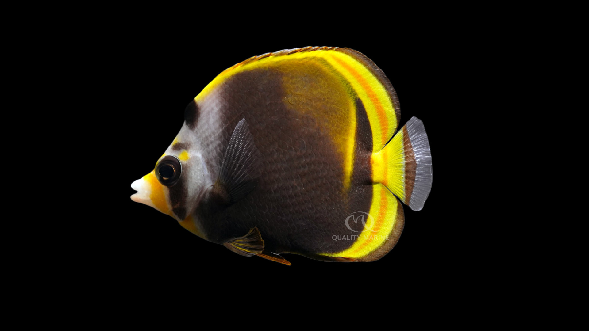 The Yellownose Butterfly - Quality Marine