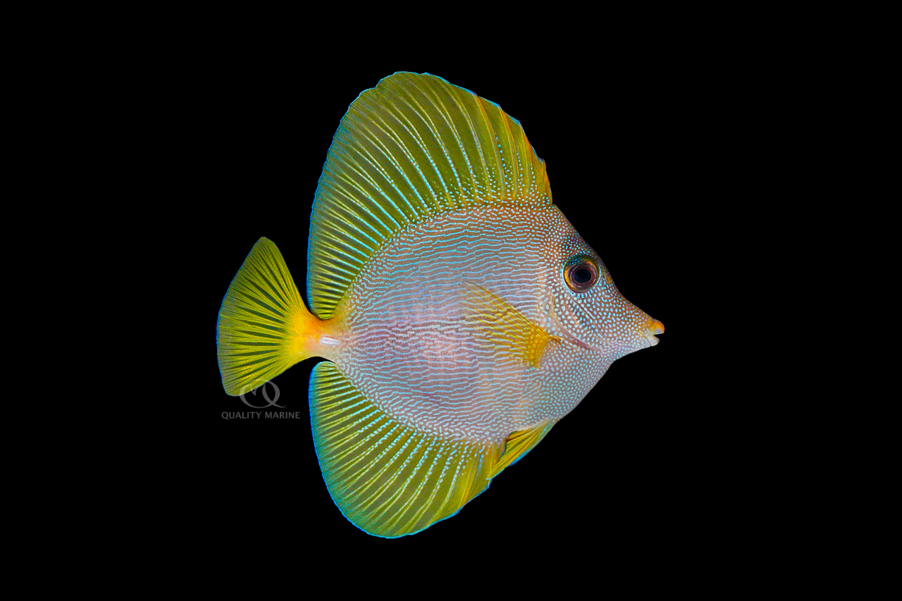 Aquacultured Hybrid Yellow x Purple Tang, Bali Aquarich - Quality Marine