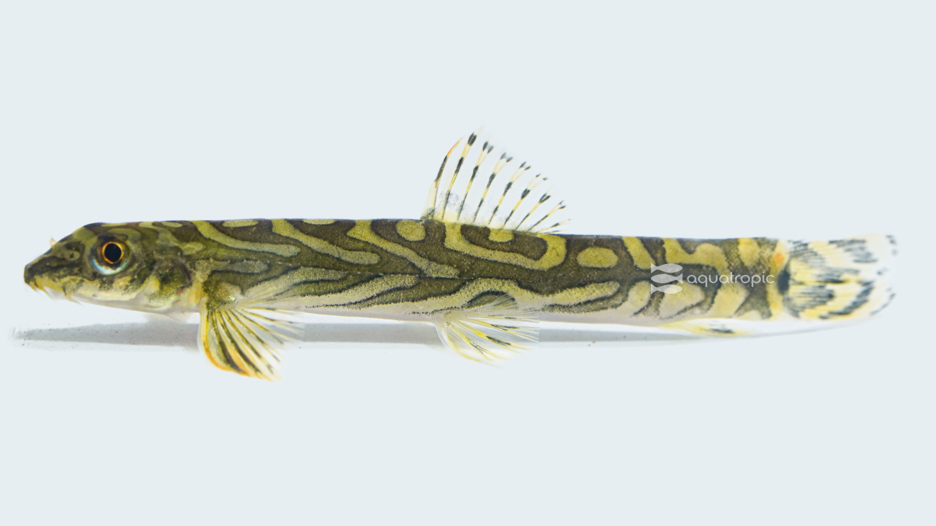 Zodiac Or Batik? - Quality Marine