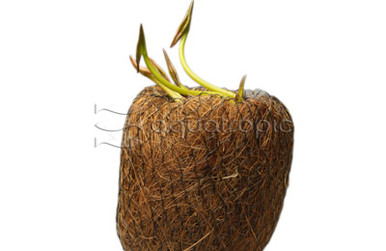 Lily Tuber Assorted (single) - Quality Marine