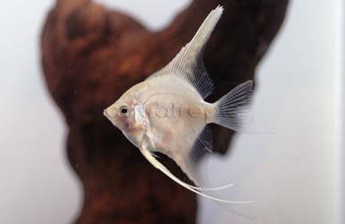 'False Altum' Platinum Angelfish - Quality Marine
