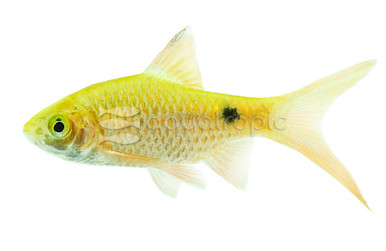 Red Glass Barb - Quality Marine