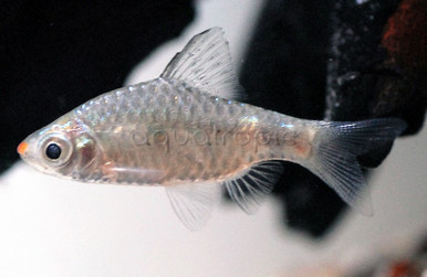 Burmese Red Lipstick Barb - Quality Marine