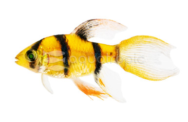 Glo Sunburst Orange Longfin Barb - Quality Marine