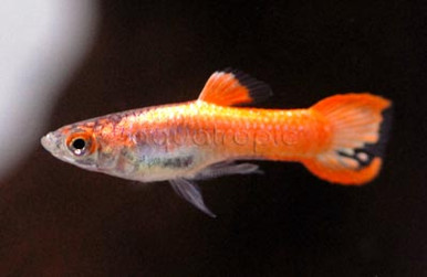 Endler's Pink Scarlet Guppy, Male - Quality Marine