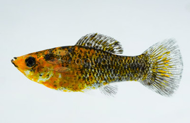 Red Leopard Molly - Quality Marine