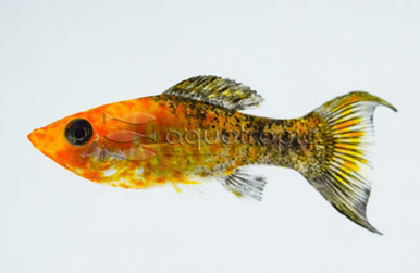 Red Leopard Lyretail Molly - Quality Marine