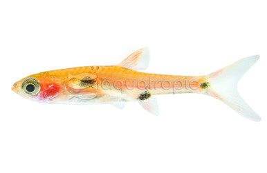 Dwarf Spotted Rasbora - Quality Marine