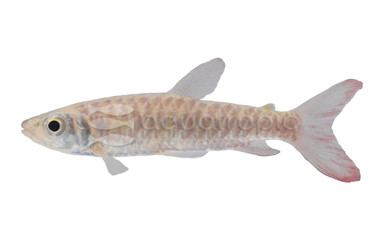Chalceus Pink Tail Tetra - Quality Marine