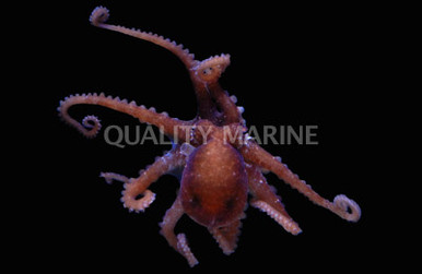 Atlantic Pygmy Octopus - Quality Marine