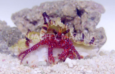 Fancy Shell Hermit Crab - Quality Marine