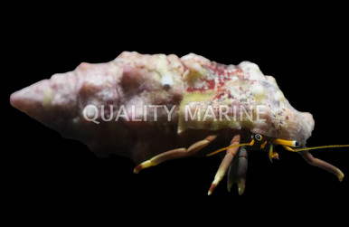 Dwarf Zebra Hermit Crab - Quality Marine