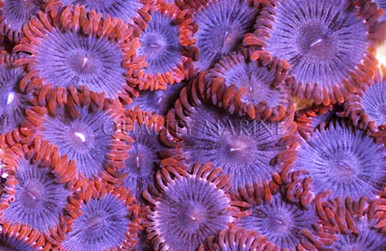 Lunar Destroyer Colony Polyp - Quality Marine