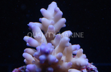Blue Tip Granulosa Acropora Coral - Quality Marine