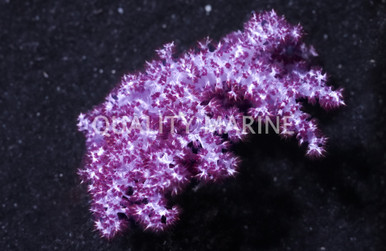 Blood Red Carnation Tree Coral - Quality Marine