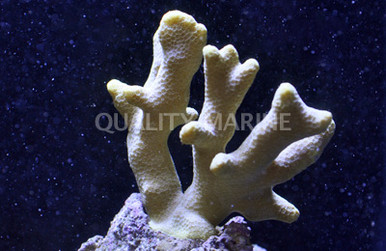 Yellow Porites Coral - Quality Marine