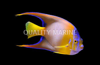 Queen Angelfish - Quality Marine