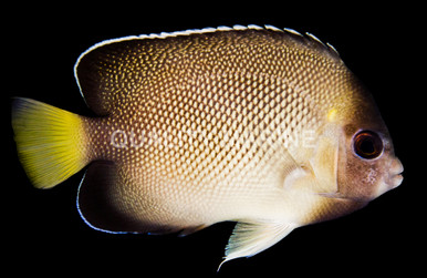 Yellow Tail Cream Angelfish - Quality Marine