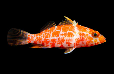 Geometric Pygmy Hawkfish - Quality Marine