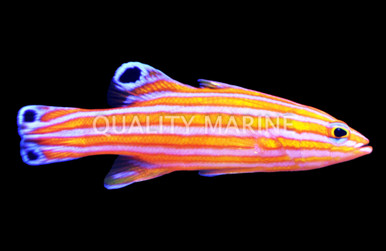Candy Basslet - Quality Marine