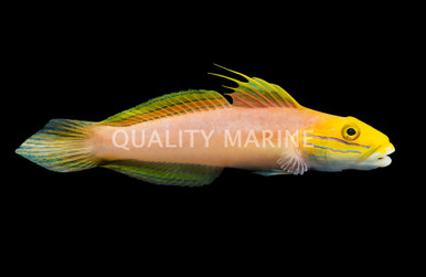 Bella Goby - Quality Marine