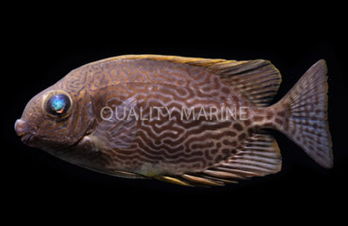Vermiculated Rabbitfish - Quality Marine