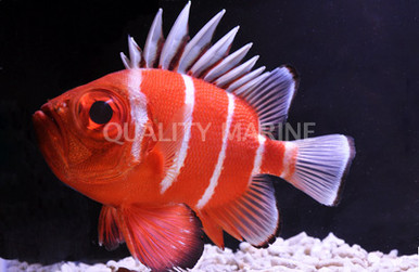 Japanese Bigeye Soldierfish - Quality Marine