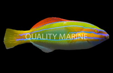 Three Line Wrasse, Male - Quality Marine
