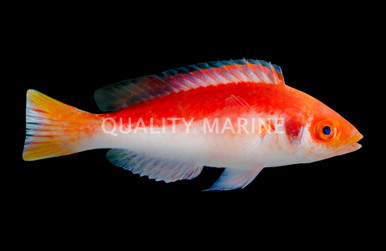 Marjorie's Fairy Wrasse - Quality Marine
