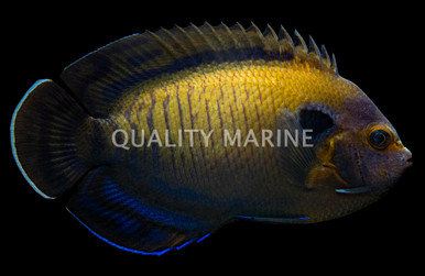 Dusky Angelfish - Quality Marine
