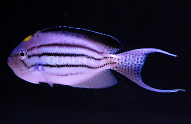 Lamarck's Angelfish, Male - Quality Marine