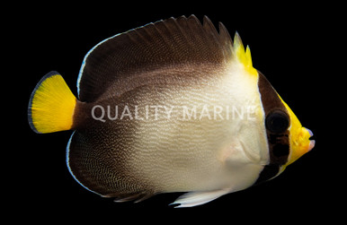 Singapore Angelfish - Quality Marine