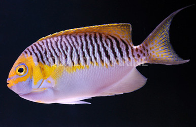 Masked Swallowtail Angelfish, Male - Quality Marine
