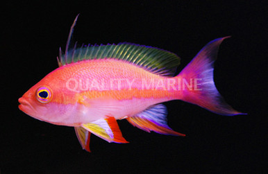Resplendent Anthias, Male - Quality Marine