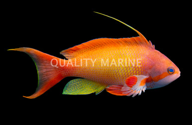 Lyretail Anthias, Male - Quality Marine