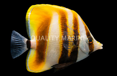 Hi Fin Coradion Butterflyfish - Quality Marine