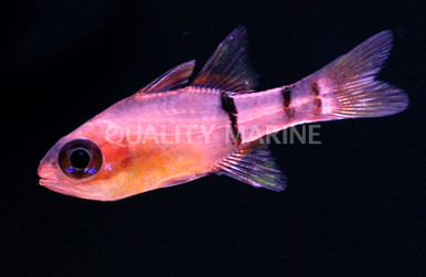 Belted Cardinalfish - Quality Marine