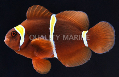 Gold Stripe Maroon Clownfish - Quality Marine