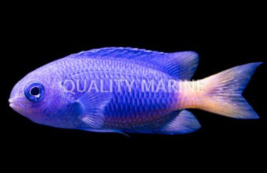 Neon Damselfish - Quality Marine