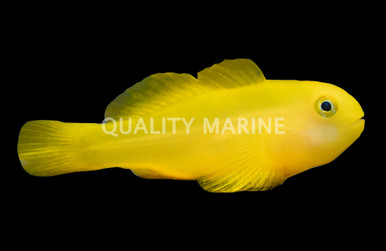 Yellow Clown Goby - Quality Marine
