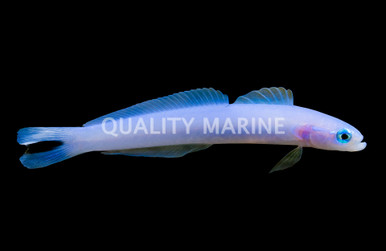 Blue Gudgeon Dartfish - Quality Marine